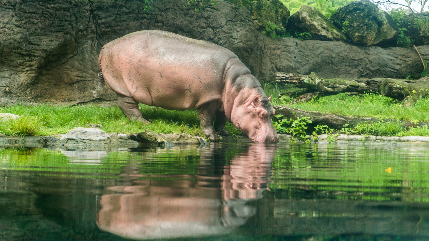 55+Ticket Offer | Busch Gardens Tampa Bay