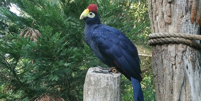 Aviary Birds | Busch Gardens Williamsburg